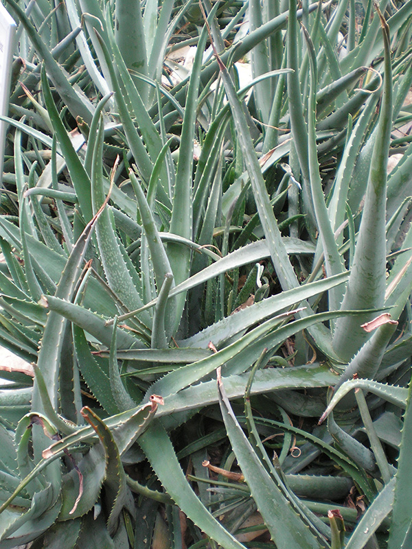 AYURVEDA-FFM | Aloe vera, Aloe barbadensis